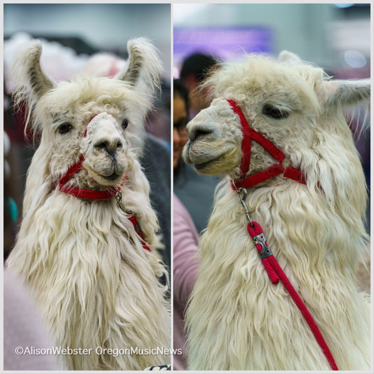 FAN EXPO PORTLAND: Friday, January 12, 2024 / Photos